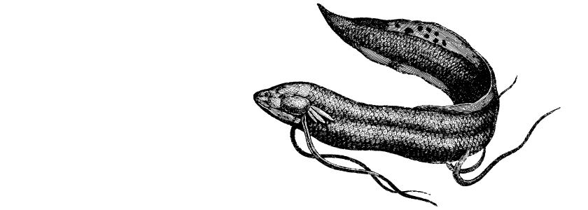 Genome length record taken by Australian lungfish | IDT