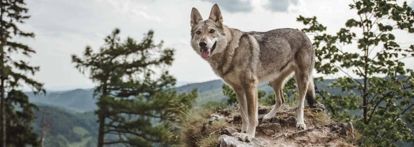 Mexican wolves see genetic boost from captive-raised pups | IDT